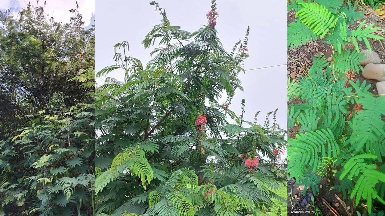Cara Budidaya Kaliandra Merah (RB) Calliandra Calothyrsus