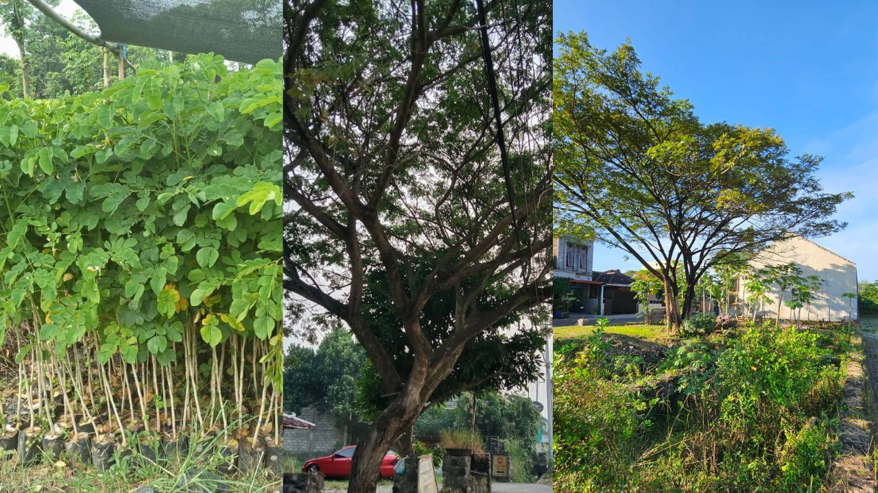 Cara Budidaya Trembesi Samanea Saman