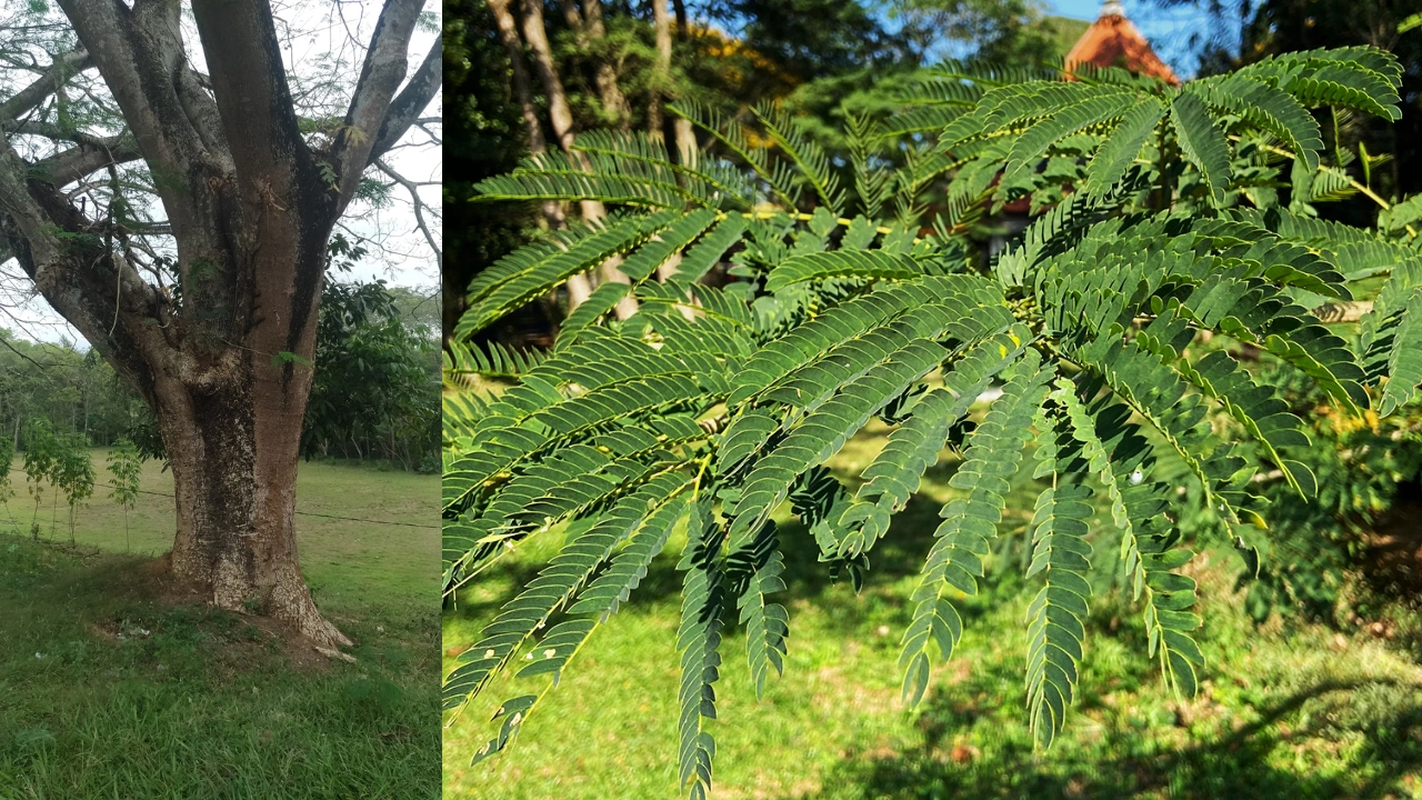 Cara Budidaya Sengon Buto (RB) (Enterolobium cyclocarpum